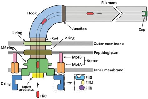 A Delicate Nanoscale Motor Made By Nature—the Bacterial Flagellar Motor