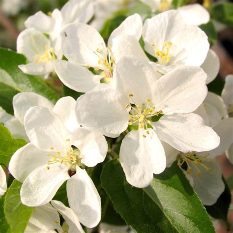 Malus ‘gravenstein Multiplants
