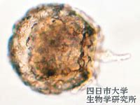 Difflugia corona 四日市大学生物学研究所