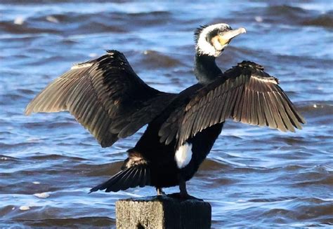 Vroege Vogels Foto Vogels Aalscholver