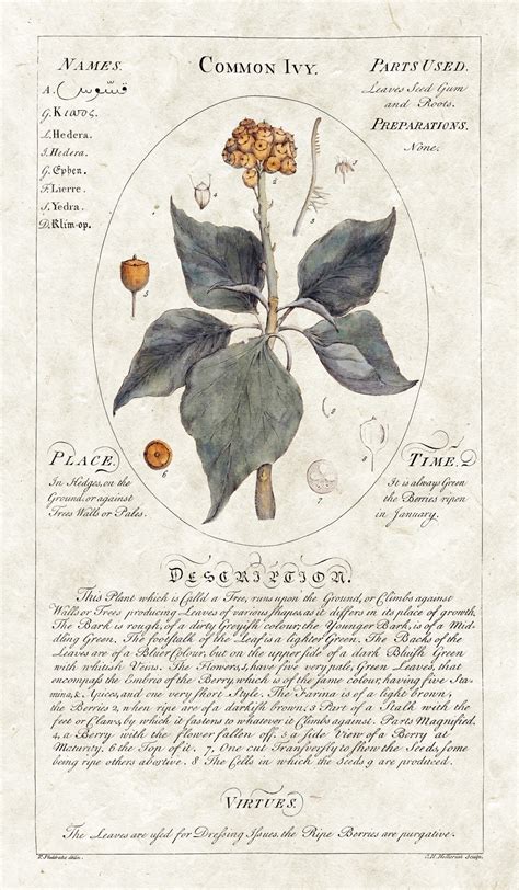 Circle Botanicals Common Ivy Interior Elements
