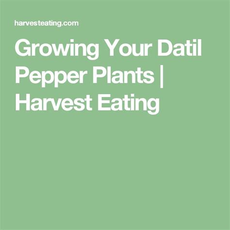 Growing Your Datil Pepper Plants — Harvest Eating Pepper Plants Datil Pepper Datil