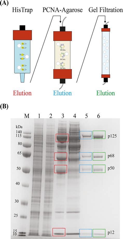 Purification Of Human Recombinant Pol From Sf9 Insect Cells A A Download Scientific Diagram