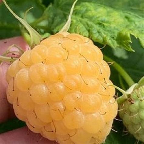 Raspberry Plants Etsy