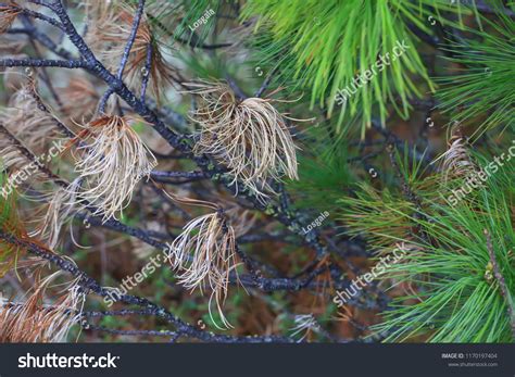 30 Life Cycle Of A Cedar Tree Images Stock Photos Vectors Shutterstock