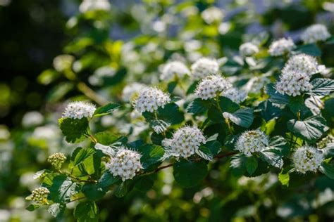How To Grow And Care For Ninebark Bush Physocarpus Opulifolius