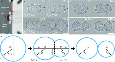 Uniformity Of Cell Boundary Determines The Symmetry Of Cell Division