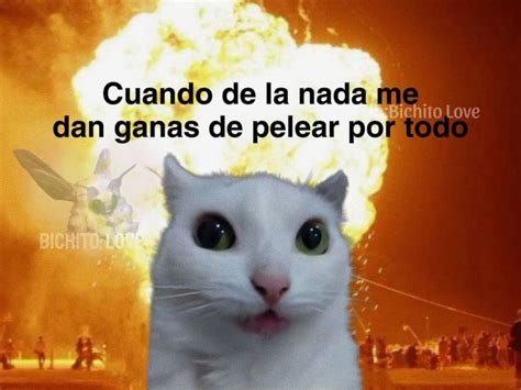 Pin De Viku En Stickers En 2025 Imágenes Divertidas Meme Gato