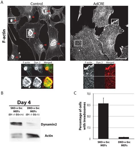Dynamin Is Essential For Invadosome Formation A Dko V Src Mefs Cells Download Scientific