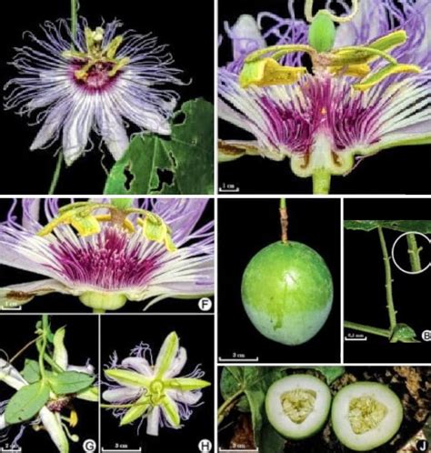 Species New To Science Botany • 2023 Passiflora Acreana Passifloraceae • A New Species Of