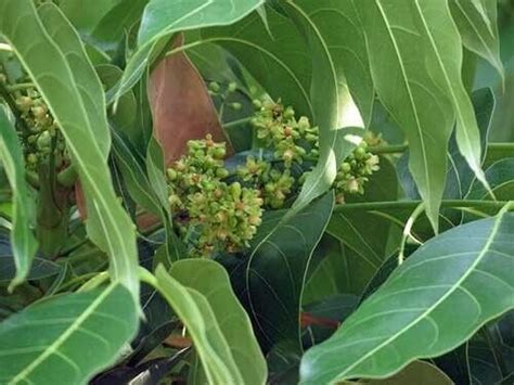 10 Seed Per Pack Swietenia Macrophylla Honduras Mahogany Sky Fruit