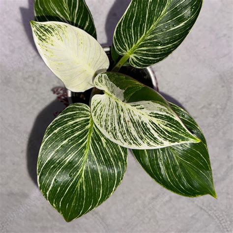 The Complete Linnaei Kunth Plant Care Guide Water Light And Beyond