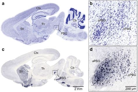 Cytoarchitectonic Organization And Chat Immunoreactivity Of The