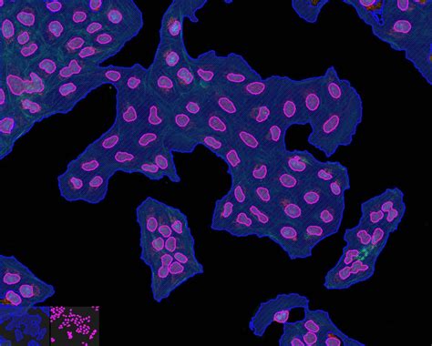 Separating Cell Boundaries In The Following Image And Also Do Nuclear