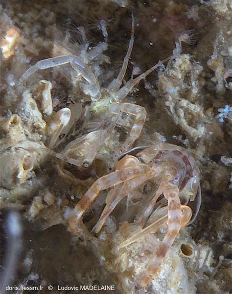 Jassa Falcata Herdmani Marmorata Doris