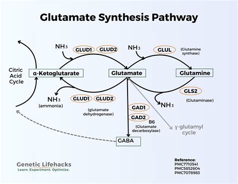 Glutamate Synthesis Transport And Supplement Interactions
