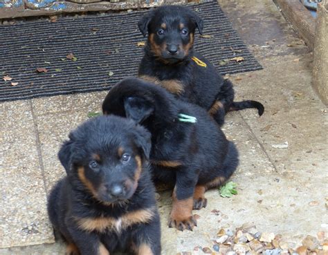 Beaucerons Du Royaume Delsa Bon Début De Semaine Avec Une Fille De