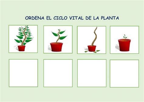 Ciclo De Las Plantas Ciclo De La Planta Ciclos De Vida De Las