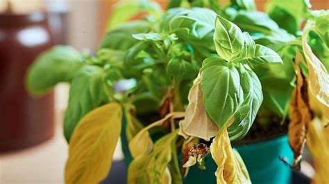 Overwatered Vs Underwatered Basil Spot The Signs And Revive Your Herb