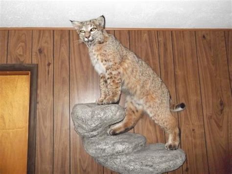 Bobcat Mounts For Sale