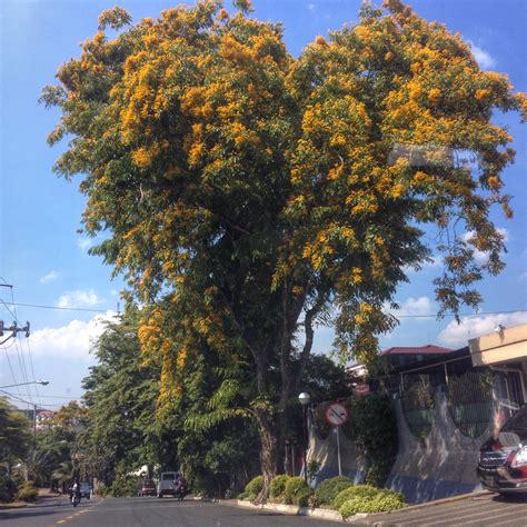 Narra Plants