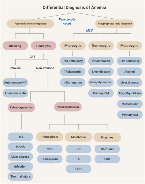How Is Anemia Classified • The Blood Project