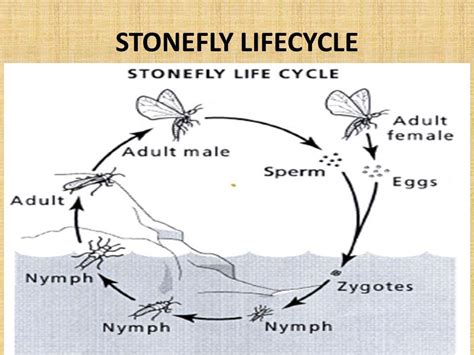 Stonefly Life Cycle