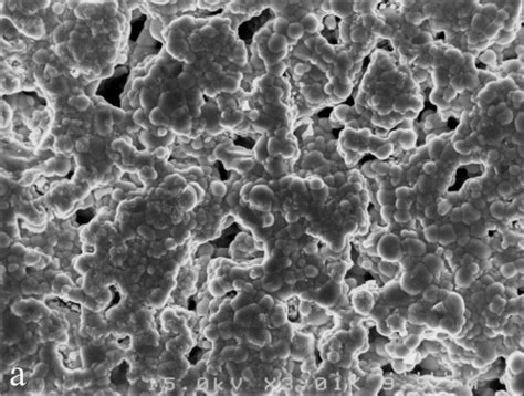 Sem Images Showing A The Grain Microstructure Morphology And B