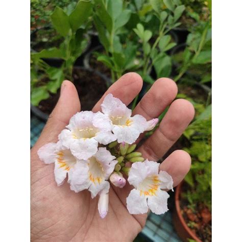 Dwarf Jasmine Tree Peep Thong Pokok Kelulut Shopee Malaysia