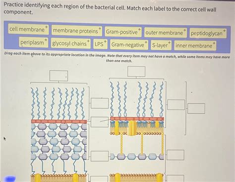 Solved Practice Identifying Each Region Of The Bacterial