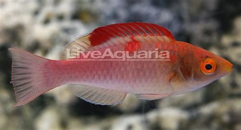 Debelius Fairy Wrasse