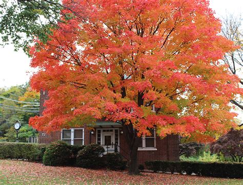 How To Grow A Sugar Maple Tree A Step By Step Guide