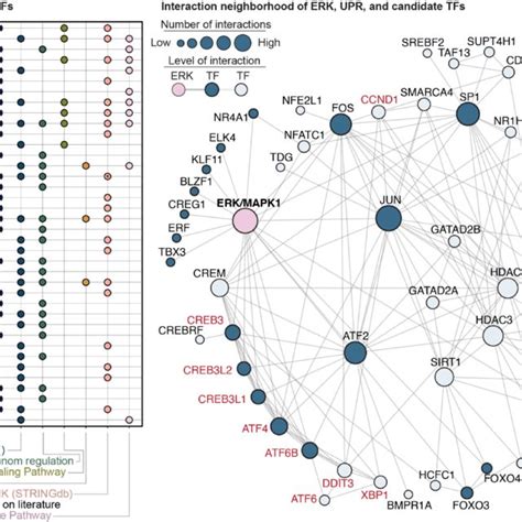 Candidate Transcription Factors Tfs Underlying Vg Regulation A Download Scientific Diagram