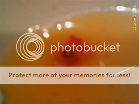 Quail Embryo Development Graphic Pg 13 Backyard Chickens Learn