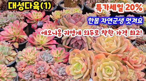 대성다육1 예쁜 자연군생 입고 에오니옴 외두로 가격 착하게 품어보세요~ 귀여워요 경성백금 화이트스노우 푸시켓 아레나스