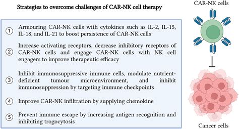 Frontiers Chimeric Antigen Receptor Natural Killer Cell Therapy