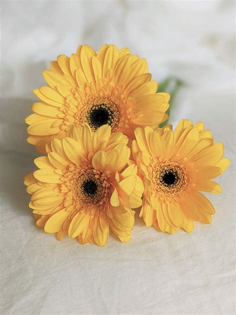Le Germini Entretien Caractéristiques Et Signification Interflora