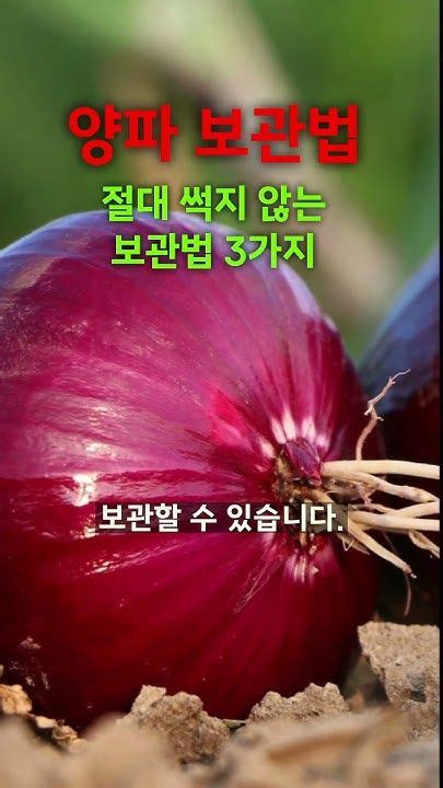 양파 썩지 않도록 신선하게 보관하는 방법 3가지 양파 오래 보관하는 방법 Artofit