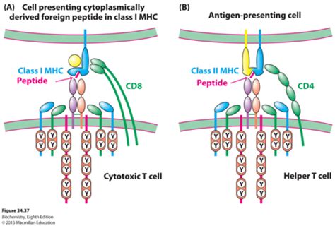 Structure Of T Cell Receptor Tcr Flashcards Quizlet