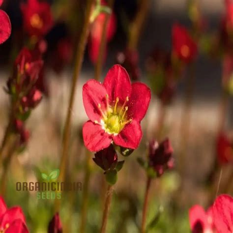 Ultimate Guide To Planting Saxifraga Ardensii Flower Seeds Expert