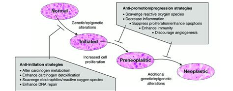 Multistep Carcinogenesis Pathway A Schematic Presentation Of The