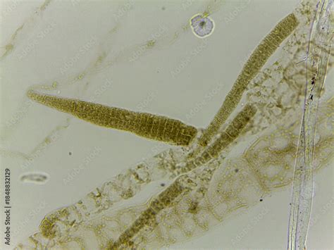 Microscopic Examination Of Ectocarpus Filamentous Brown Algae And