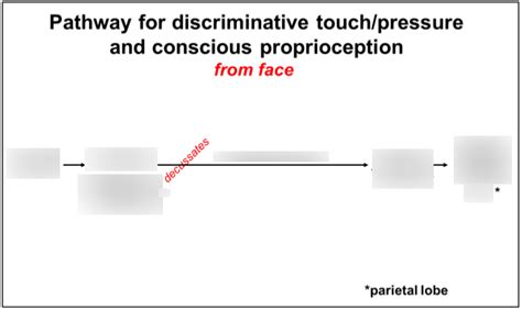 Pathway For Discriminative Touchpressure And Conscious Proprioception