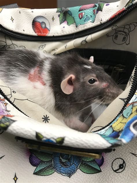 I Made A Post Yesterday About My Rats Condition We Went To The Vet It