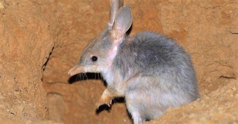 New Plans To Protect Bilbies From Extinction The Canberra Times Canberra Act
