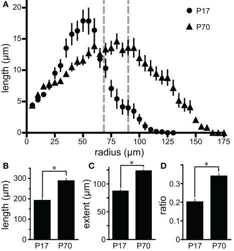 Developmental Alterations In Dendritic Structure A Measurements Of Download Scientific