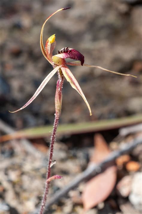 Caladenia Clavigera Clubbed Spider Orchid Tasmanian Orchids
