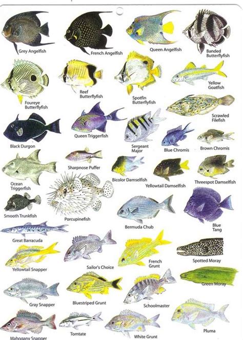 Types Of Fish In Nassau Bahamas At Randall Graves Blog