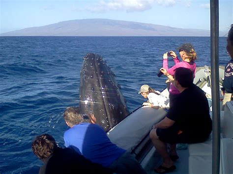 Whale Watching Maui Whale Watch Adventure 2026 Lahaina