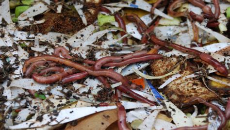 The Wonders Of Composting With Earthworms A Comprehensive Guide